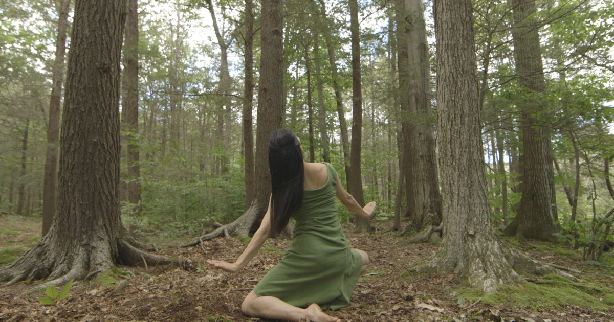 Hamadryad | Festival International du Film sur l'Art