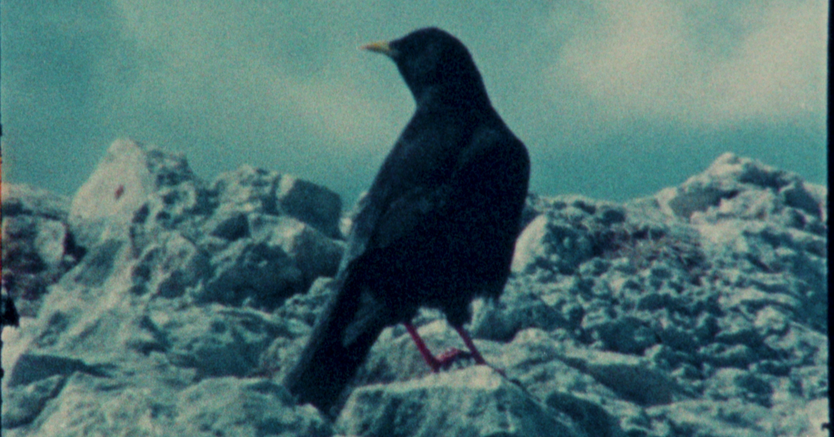 Kaua'i 'ō'ō | International Festival of Films on Art